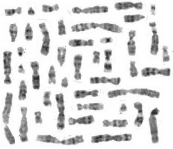 Historia de la genética timeline | Timetoast timelines