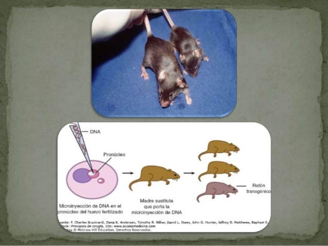 Historia de la genética timeline | Timetoast timelines