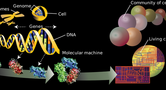 LA HISTORIA DE LA GENETICA timeline | Timetoast timelines