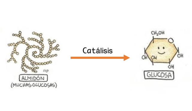 Historia e importancia de las enzimas timeline | Timetoast timelines