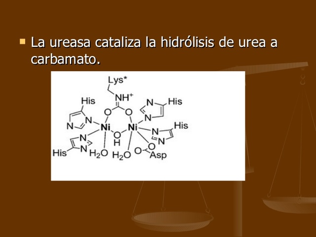 Historia e importancia de las enzimas timeline | Timetoast timelines