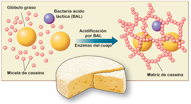 Historia enzimo timeline | Timetoast timelines