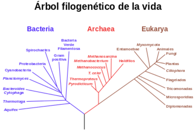 HISTORIA DE LA BIOLOGIA MOLECULAR timeline | Timetoast timelines