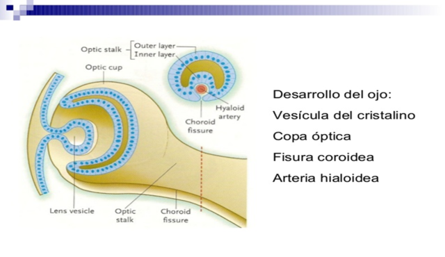 DESARROLLO EMBRIOLOGICO DEL OJO timeline | Timetoast timelines