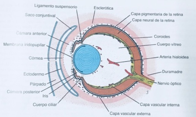 DESARROLLO EMBRIOLOGICO DEL OJO timeline | Timetoast timelines