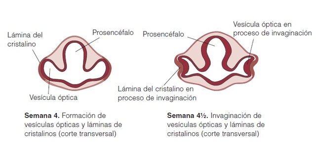 Desarrollo embrionario del sistema visual timeline | Timetoast timelines