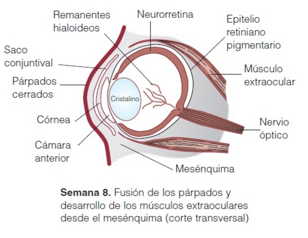 Desarrollo embrionario del sistema visual timeline | Timetoast timelines