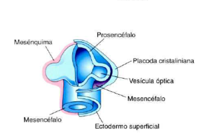 Desarrollo Embrionario del Ojo. timeline | Timetoast timelines