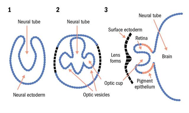DESARROLLO EMBRIONARIO DE LA VIA VISUAL. timeline | Timetoast timelines
