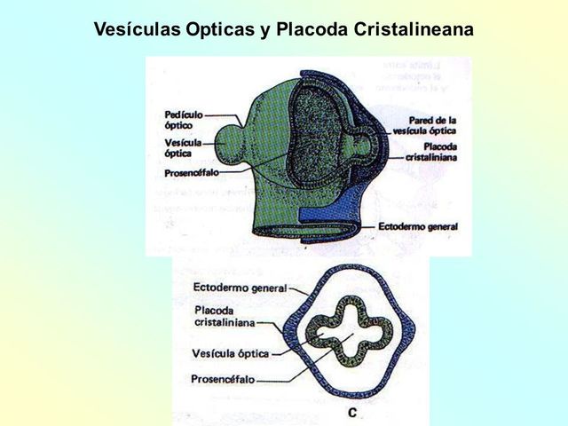 DESARROLLO EMBRIONARIO DEL SISTEMA VISUAL timeline | Timetoast timelines