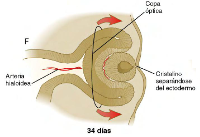 Desarrollo embrionario del globo ocular timeline | Timetoast timelines
