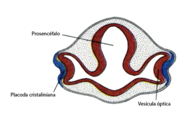 DESARROLLO EMBRIONARIO DEL OJO timeline | Timetoast timelines