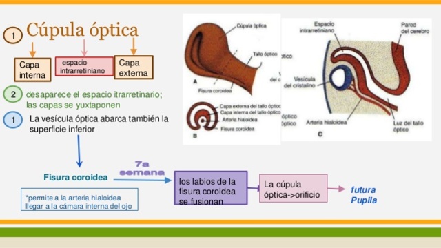 SISTEMA VISUAL - DESARROLLO EMBRIONARIO timeline | Timetoast timelines