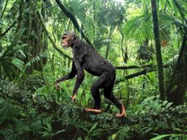 Evolución del Hombre timeline | Timetoast timelines