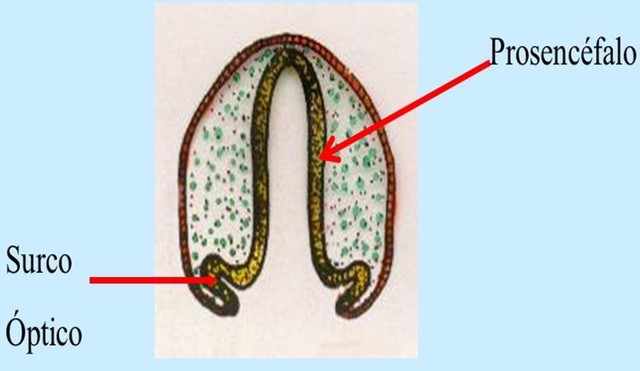 EMBRIOLOGIA OCULAR timeline | Timetoast timelines