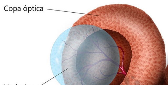 EMBRIOLOGIA OCULAR timeline | Timetoast timelines