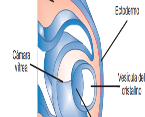 EMBRIOLOGIA OCULAR timeline | Timetoast timelines