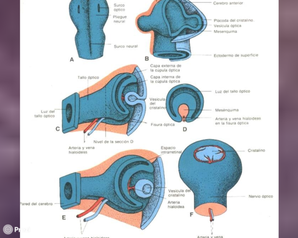 Desarrollo embrionario del ojo timeline | Timetoast timelines