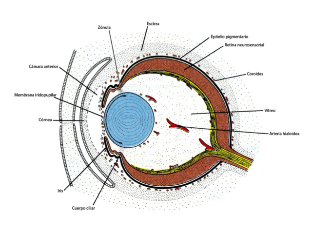 DESARROLLO EMBRIONARIO DEL OJO HUMANO timeline | Timetoast timelines