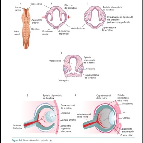 EMBRIOLOGÍA DEL OJO. timeline | Timetoast timelines