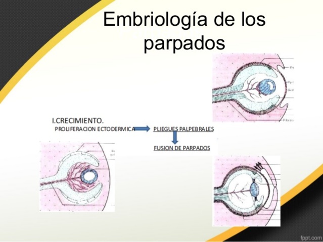 embriología del ojo, Enrique Camarillo Salgado timeline | Timetoast ...