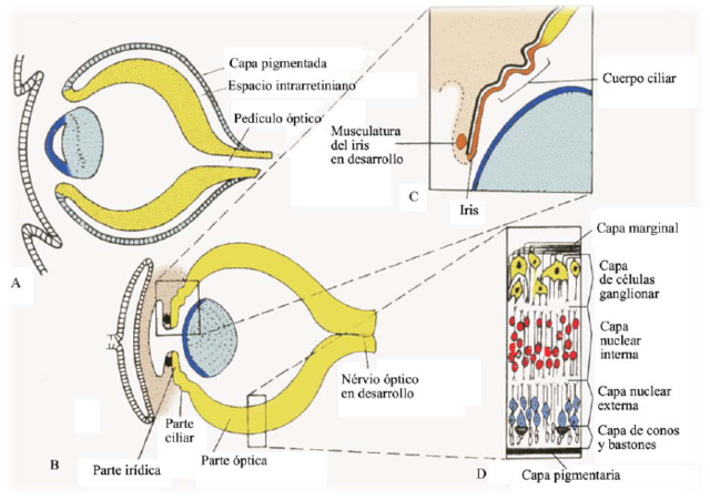 Desarrollo embrionario del ojo timeline | Timetoast timelines
