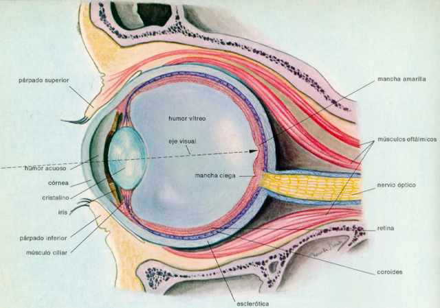 EMBRIOLOGIA OCULAR timeline | Timetoast timelines