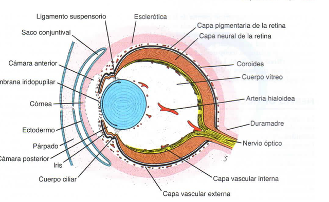 desarrollo embrionario del sistema visual timeline | Timetoast timelines