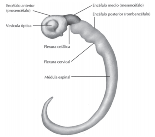 Desarrollo de la embriologia ocular timeline | Timetoast timelines