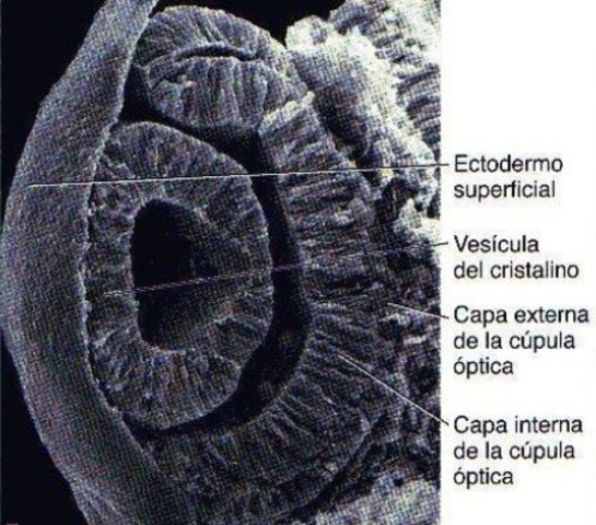 EL DESARROLLO EMBRIONARIO DEL SISTEMA VISUAL timeline | Timetoast timelines