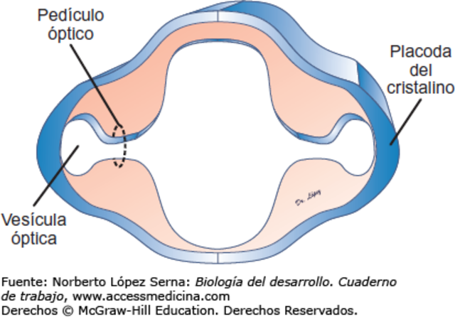 DESARROLLO EMBRIONARIO DEL SISTEMA VISUAL timeline | Timetoast timelines