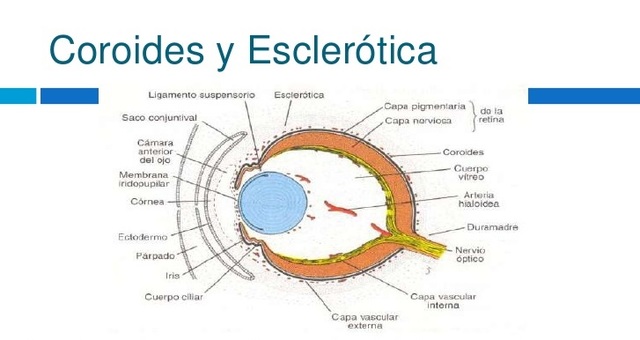 DESARROLLO EMBRIONARIO DEL OJO timeline | Timetoast timelines
