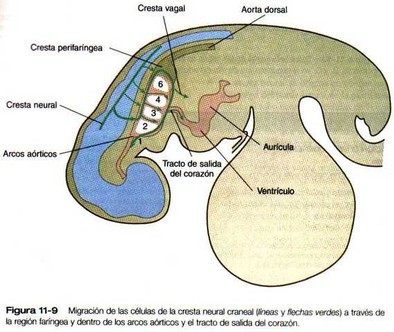 EMBRIOLOGÍA DEL OJO. timeline | Timetoast timelines