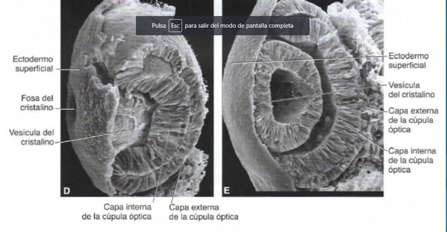 EMBRIOLOGÍA DEL OJO. timeline | Timetoast timelines