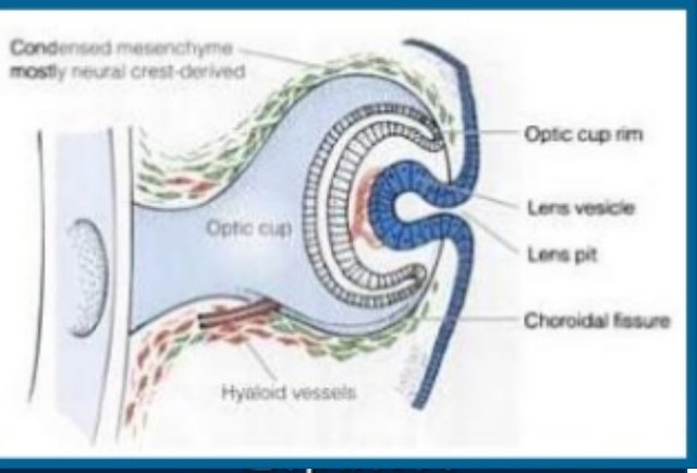 Desarrollo embrionario del ojo timeline | Timetoast timelines