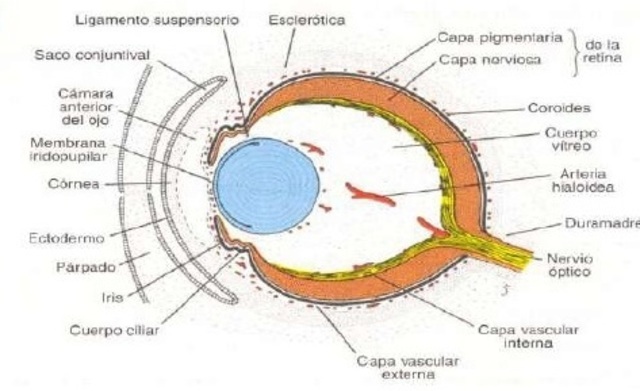 DESARROLLO EMBRIONARIO DEL OJO timeline | Timetoast timelines