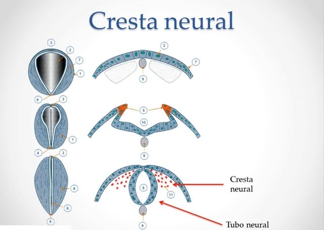 Desarrollo embrionario del sistema visual timeline | Timetoast timelines