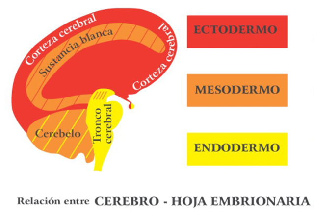 Embriologia del ojo timeline | Timetoast timelines