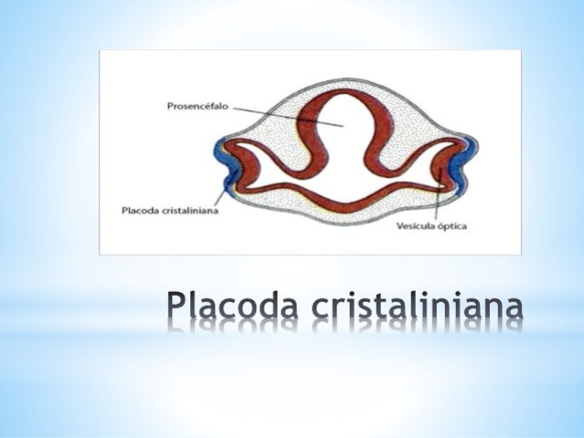 DESARROLLO EMBRIONARIO DEL SISTEMA VISUAL timeline | Timetoast timelines