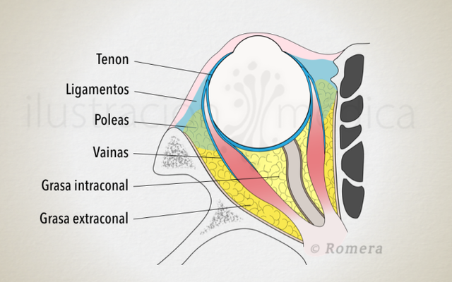DESARROLLO EMBRIONARIO DEL SISTEMA VISUAL timeline | Timetoast timelines