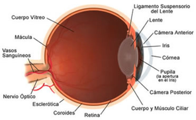 Embriologia del ojo timeline | Timetoast timelines