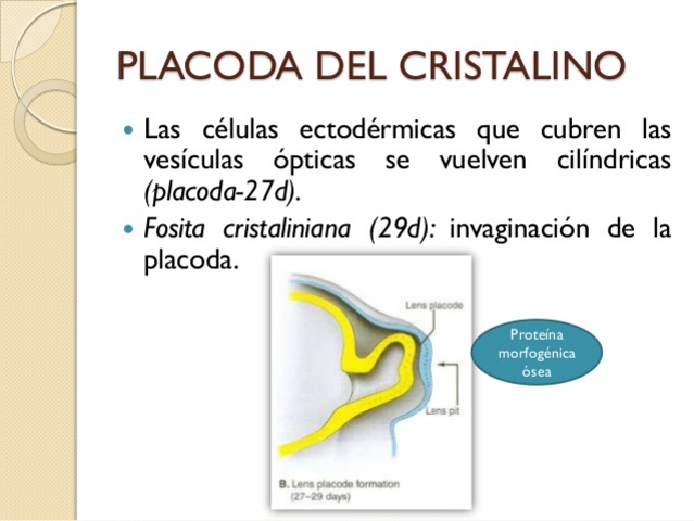 DESARROLLO EMBRIONARIO DEL SISTEMA VISUAL timeline | Timetoast timelines