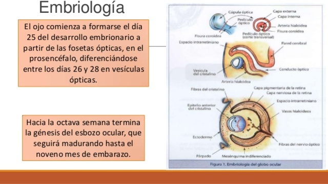 DESARROLLO EMBRIONARIO DEL SISTEMA VISUAL timeline | Timetoast timelines
