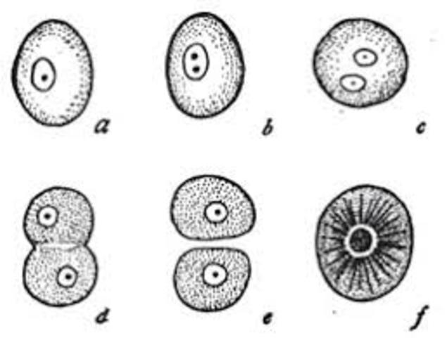 Linea de tiempo sobre la célula "unidad anatómica, fisiológica y de ...