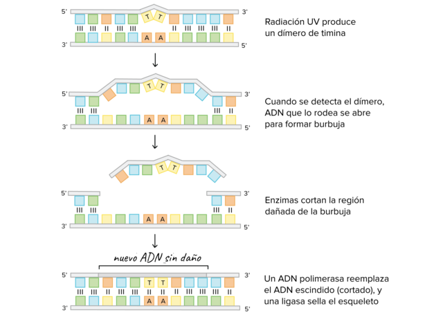 Historia de la Biología Molecular timeline | Timetoast timelines