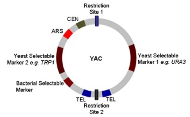 Historia de la Biología Molecular timeline | Timetoast timelines