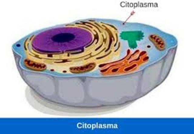 Qu Es El Citoplasma Funciones Estructura Y Caractersticas Estructura y ...