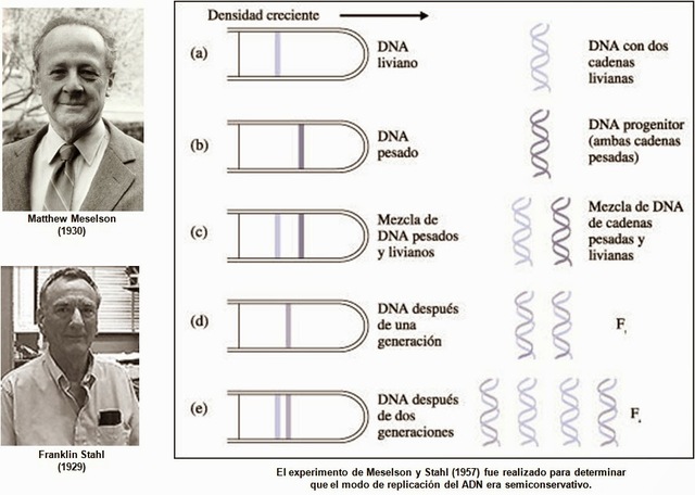 Historia de la biología molecular timeline | Timetoast timelines