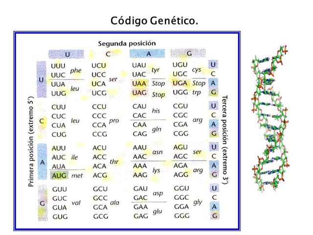 Historia de la Biología Molecular timeline | Timetoast timelines