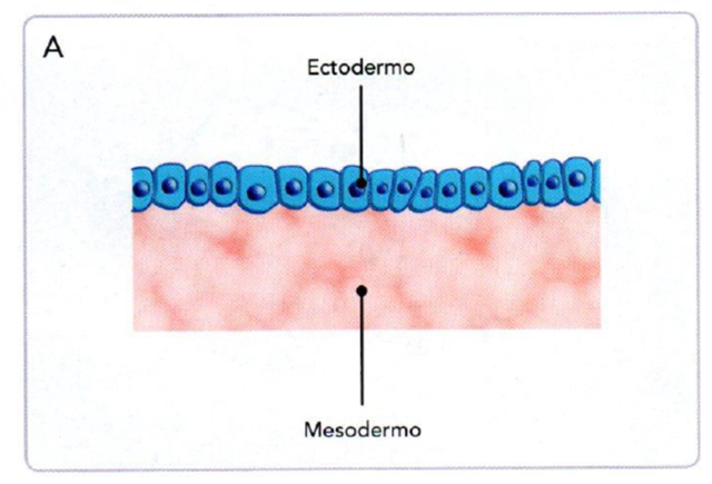 EMBRIOLOGÍA DE LA PIEL timeline | Timetoast timelines